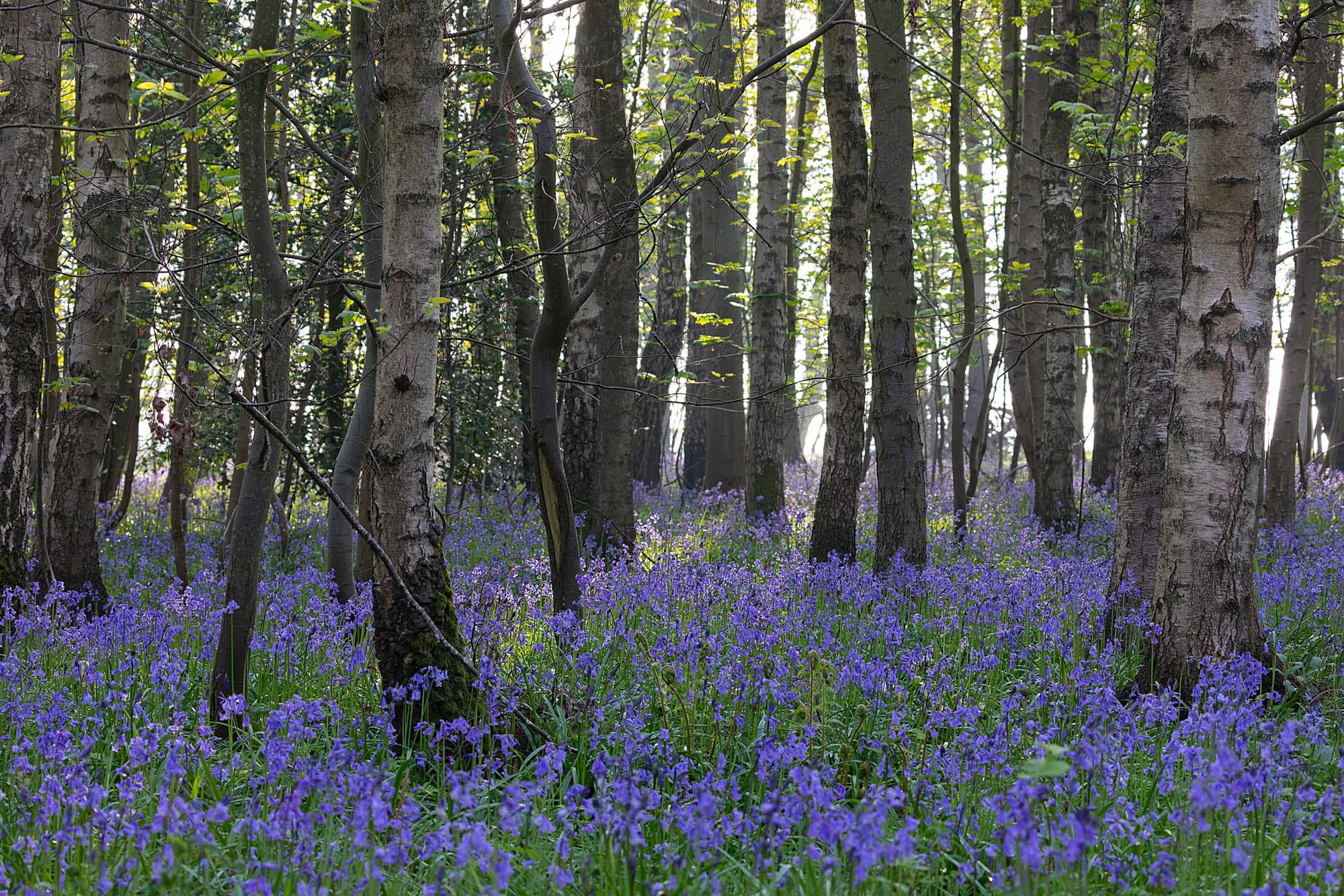 Bluebells in Austy Wood » Damien Walmsley | Photography Rebel