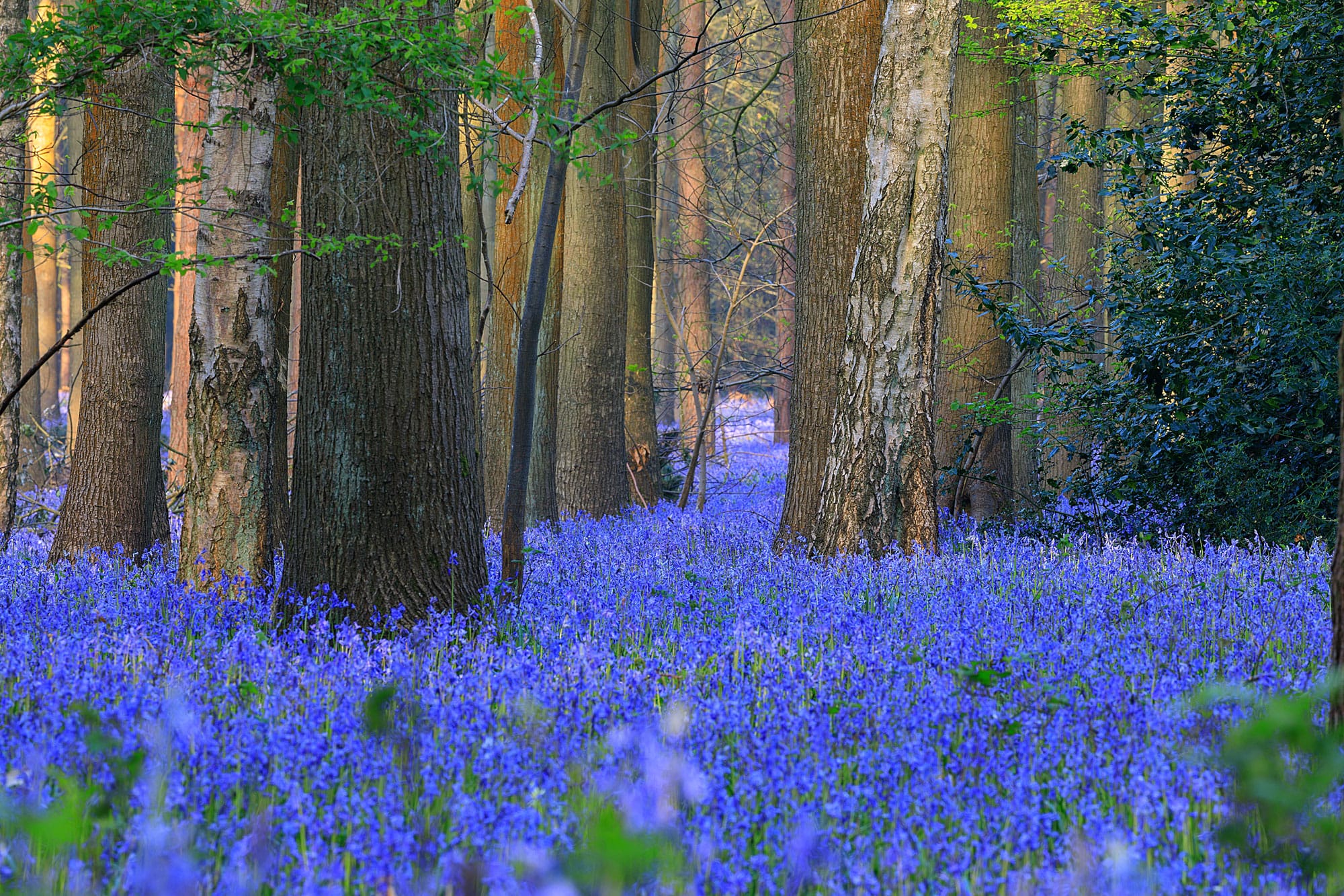 Bluebells in Austy Wood » Damien Walmsley | Photography Rebel