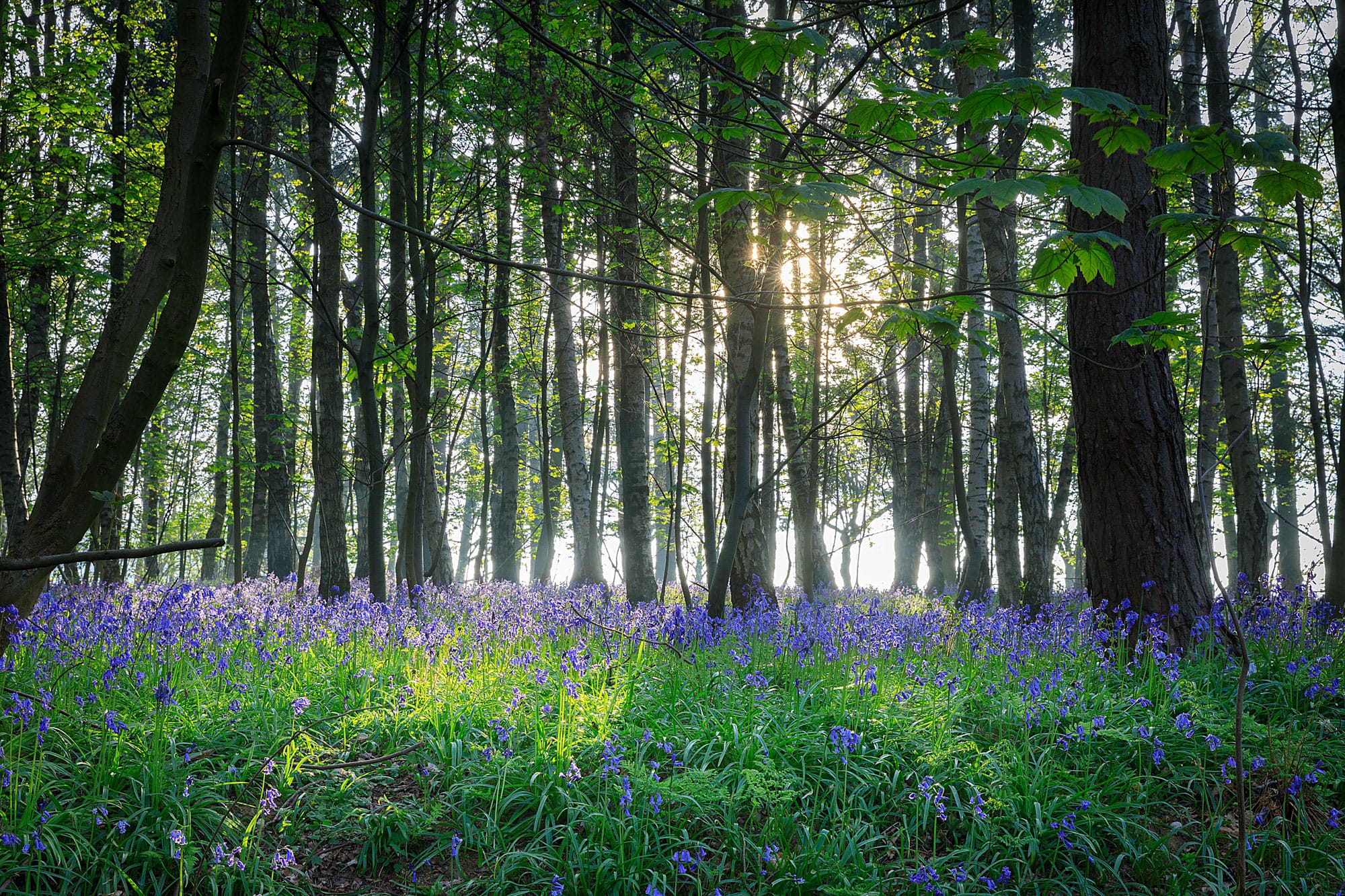 Bluebells in Austy Wood » Damien Walmsley | Photography Rebel