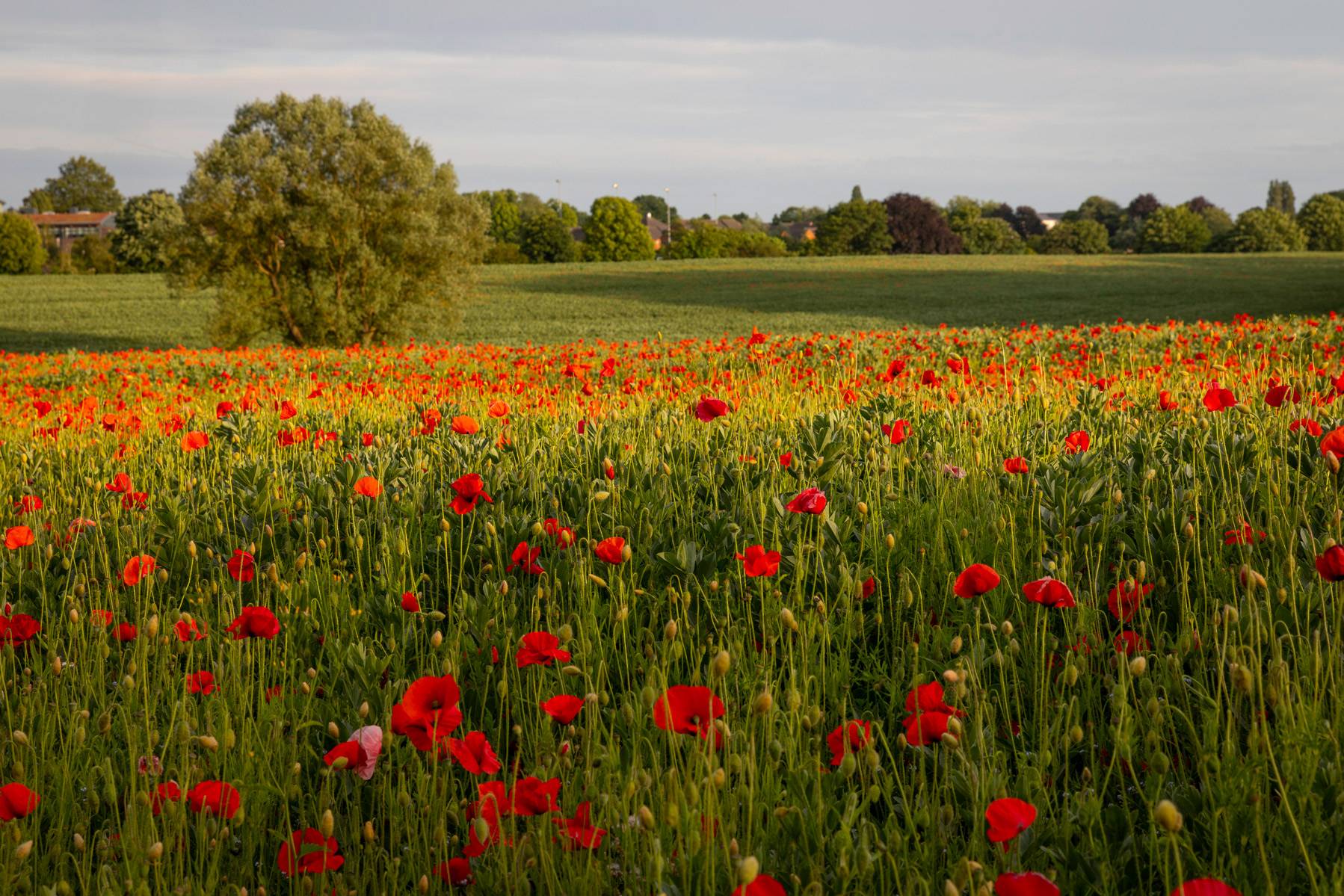 Poppy Fields in Leamington Spa » Damien Walmsley | Photography Rebel
