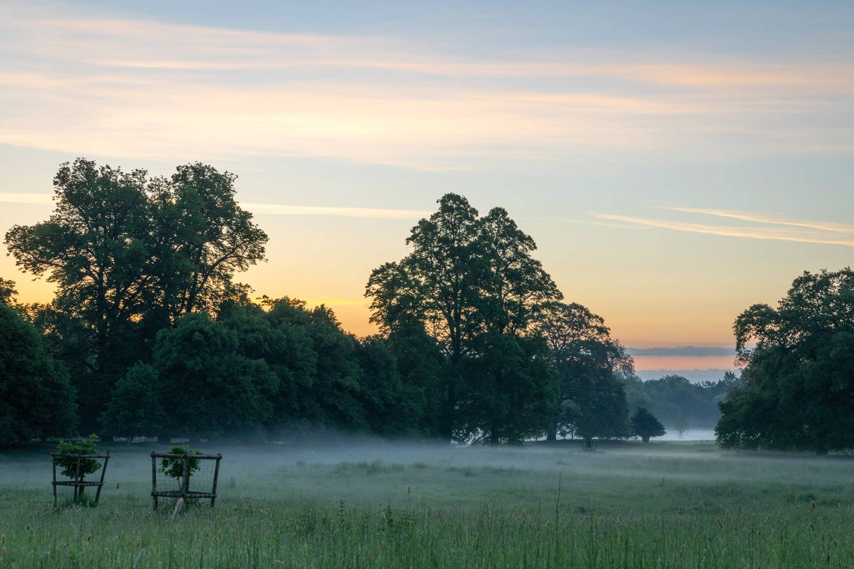 Mist in the Park » Damien Walmsley | Photography Rebel
