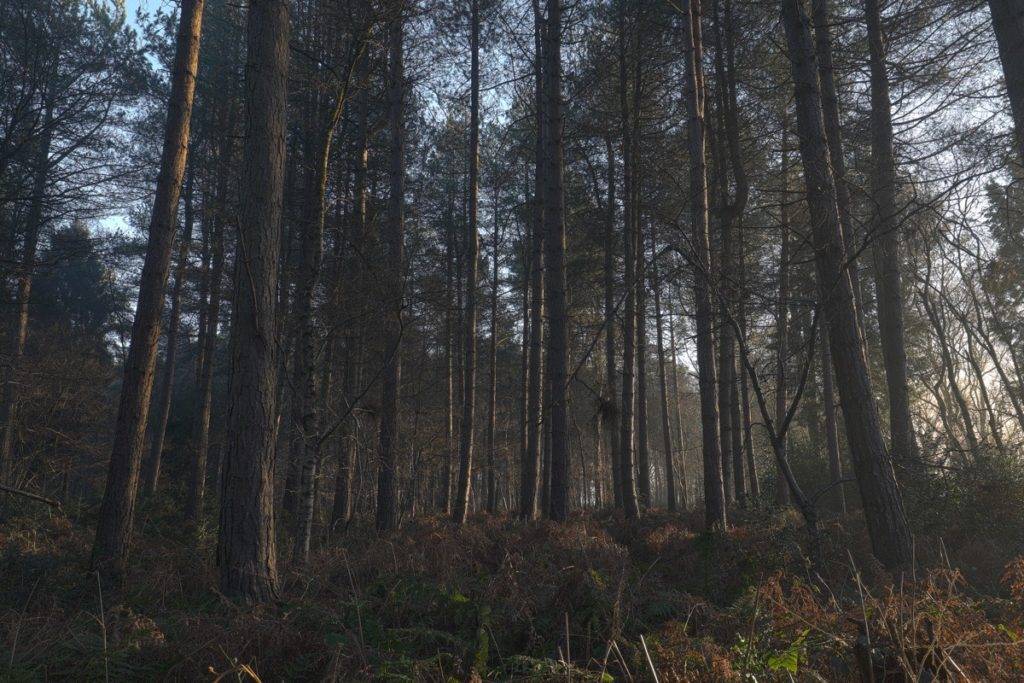 January Sunrise in Hay Wood » Damien Walmsley | Photography Rebel