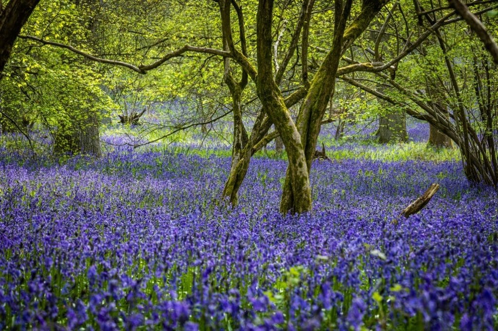 Bluebells in the Heart of England Forest » Damien Walmsley ...