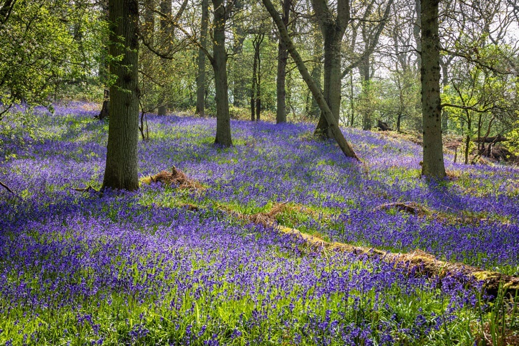 Bluebells in the Heart of England Forest » Damien Walmsley ...