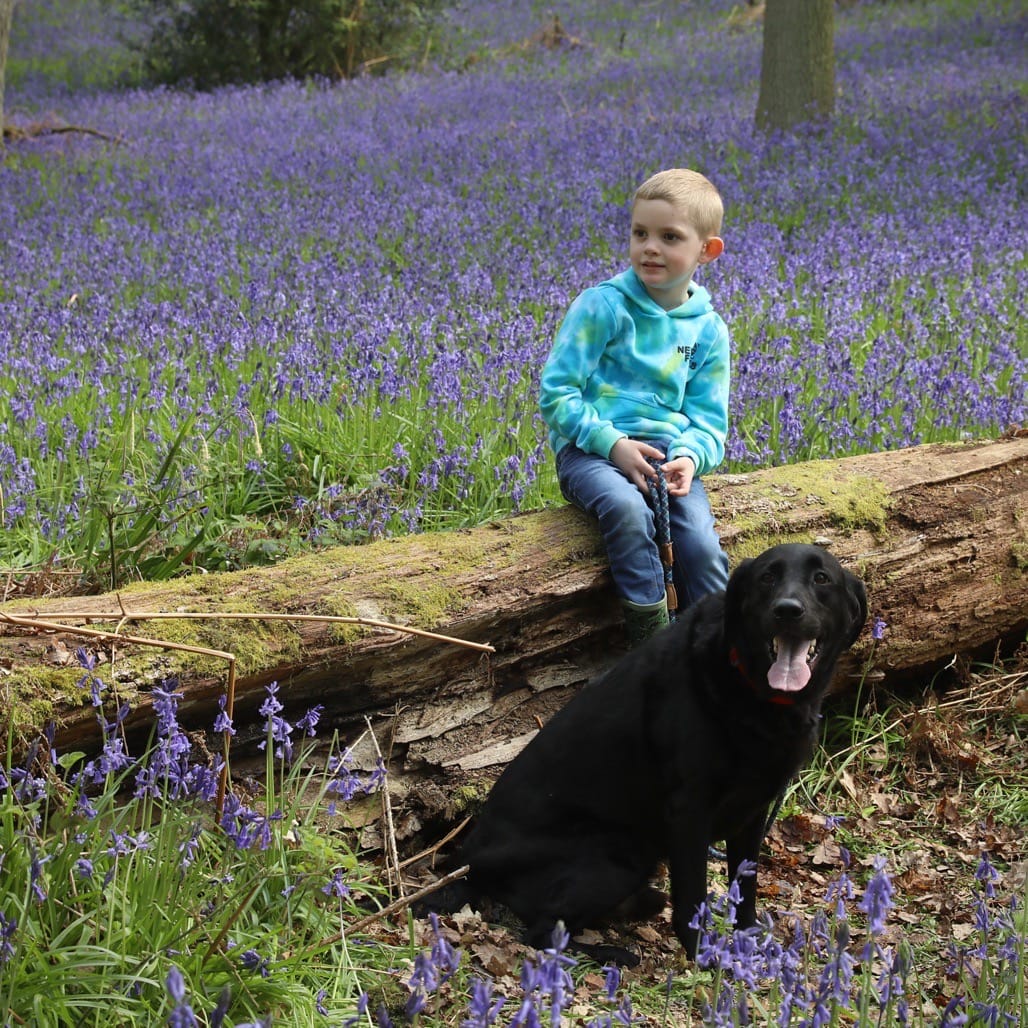 Bluebells in the Heart of England Forest » Damien Walmsley ...